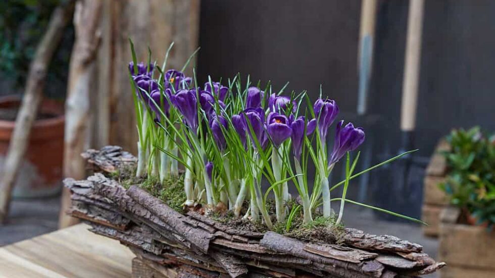 Handwerklich bepflanzt - Rindenwerk mit Krokussen - blooms.de