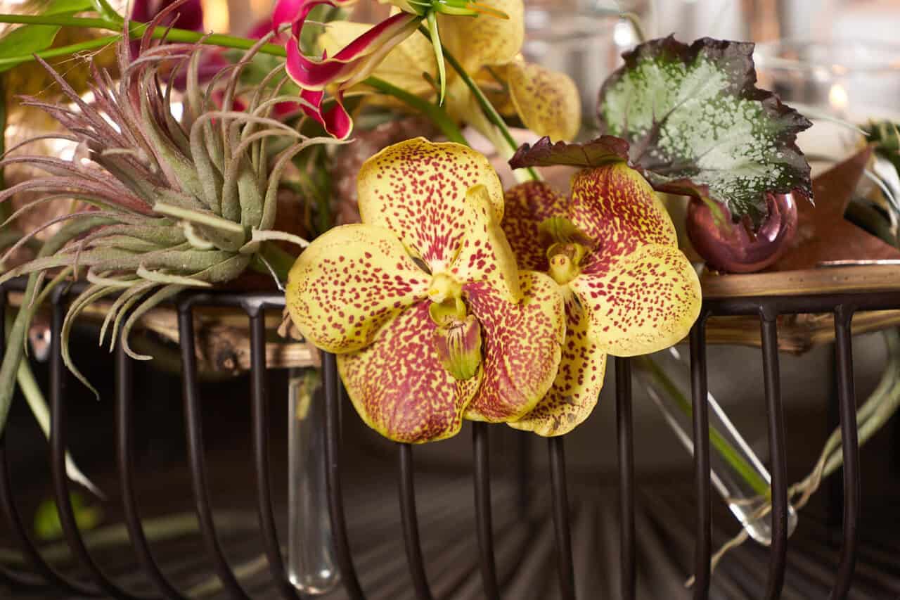 Accessoires floral dekoriert für die Weihnachtszeit - blooms.de